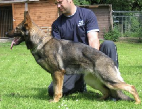 German Shepherd Dog - The Breed Archive