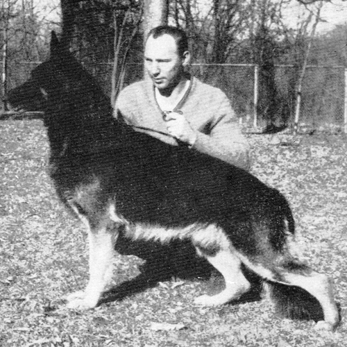 German Shepherd Dog - The Breed Archive